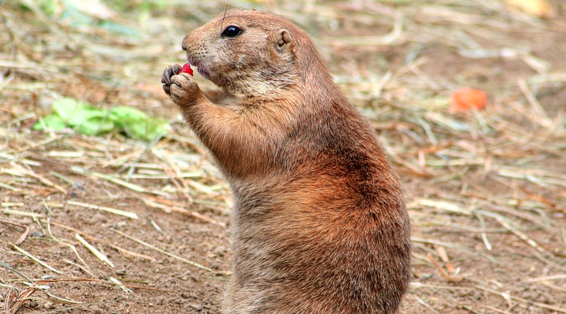 Scoperta sul dark web nuova variante gratuita del "Nanocore" RAT ...